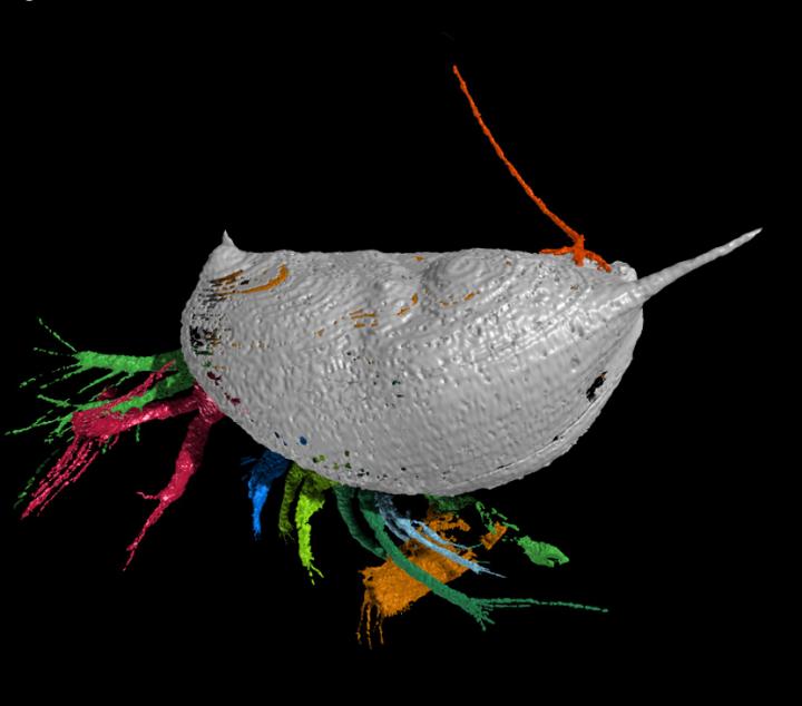 Requiem for an ancient tongue worm | EurekAlert!