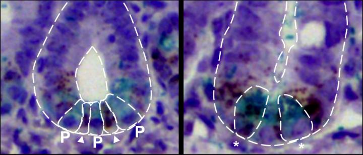 Murine small intestinal crypts [IMAGE] | EurekAlert! Science News Releases
