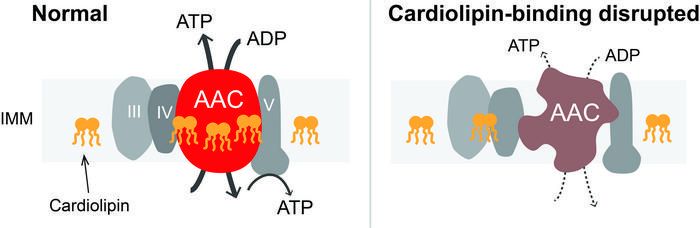Fat molecule’s inability to bond with shape-s | EurekAlert!