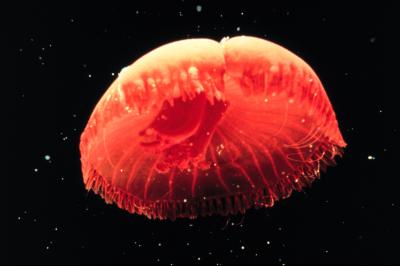 Jellyfish [IMAGE] | EurekAlert! Science News Releases
