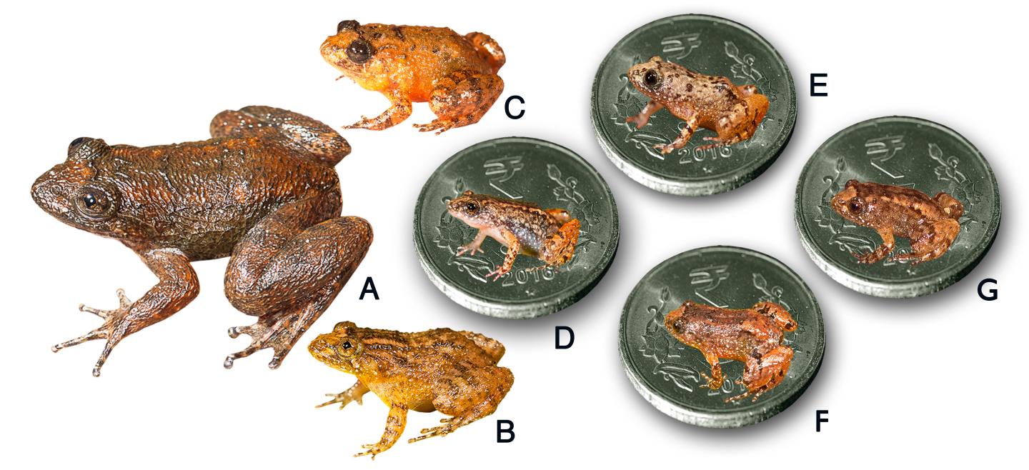 Seven New Frog Species Discove [IMAGE] | EurekAlert! Science News Releases
