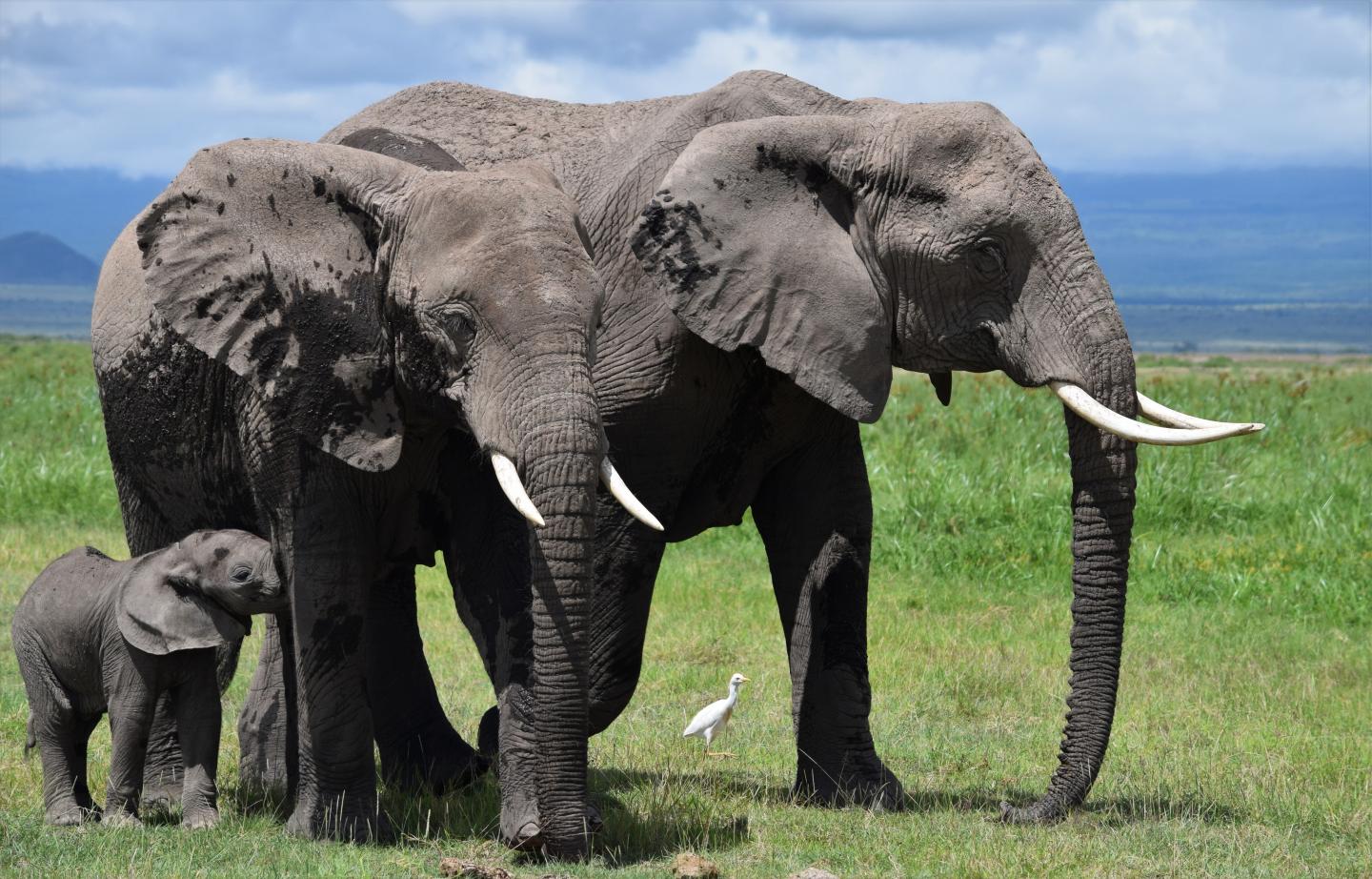 Three generations of elephant [IMAGE] | EurekAlert! Science News Releases
