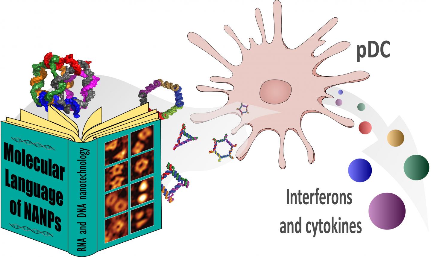 Nucleic Acid Nanoparticles as [IMAGE] | EurekAlert! Science News Releases