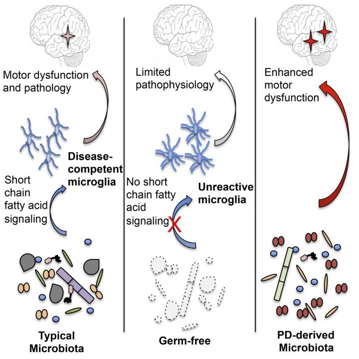 Microbes in Mouse Model of Par [IMAGE] | EurekAlert! Science News Releases
