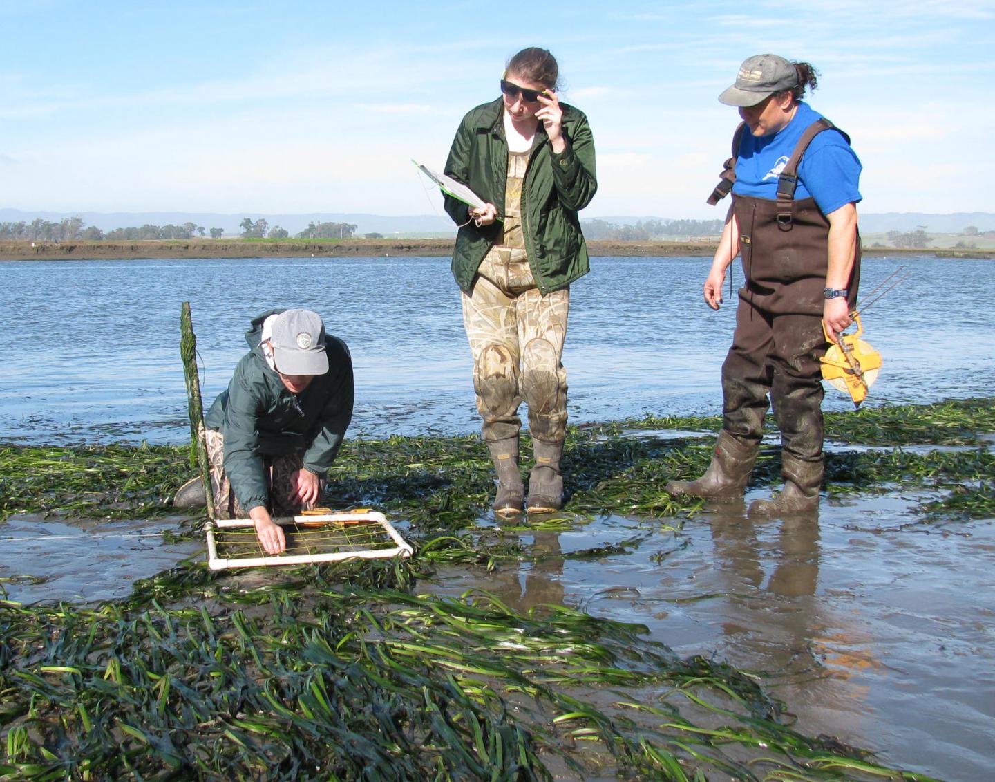 Eelgrass Monitoring [IMAGE] | EurekAlert! Science News Releases