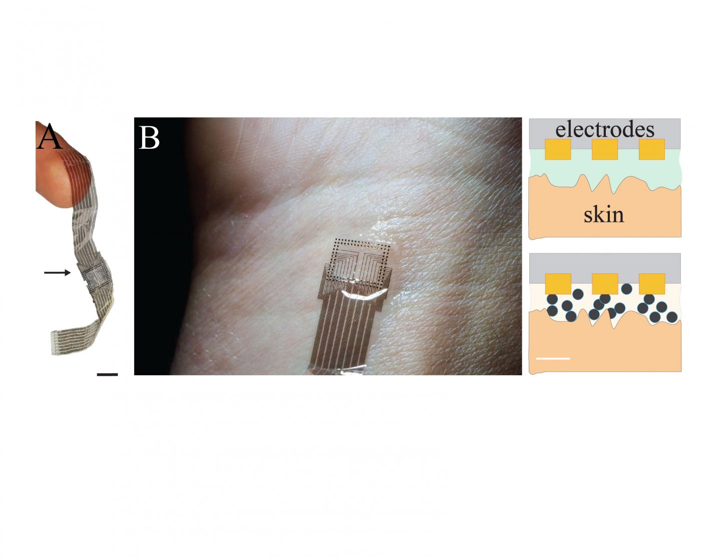 MCP [IMAGE] | EurekAlert! Science News Releases