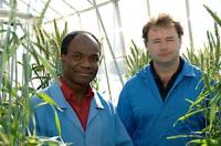CSIRO enlisted to avert global wheat supply c | EurekAlert!