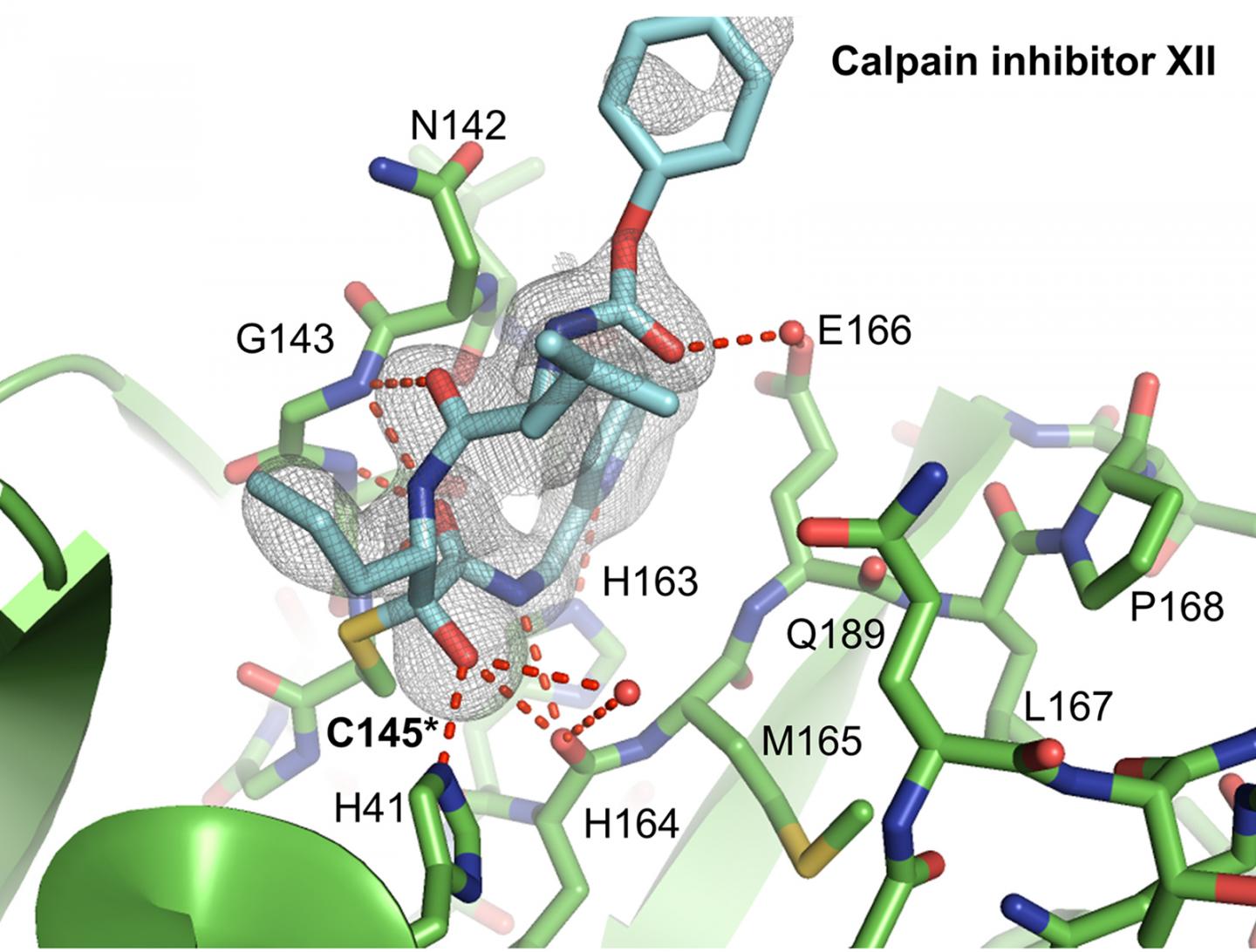 Calpain inhibitor XII [IMAGE] | EurekAlert! Science News Releases