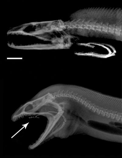 'Alien' jaws help moray eels feed | EurekAlert!