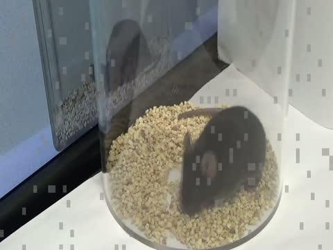 Mice, Not Just Primates, Feel the Impulse of | EurekAlert!