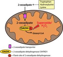 The Scheme [IMAGE] | EurekAlert! Science News Releases
