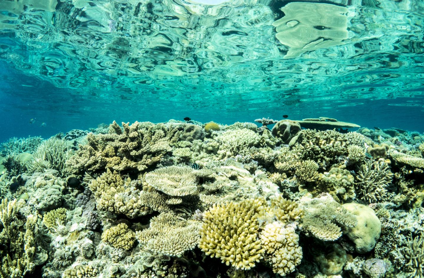 Resilience of Great Barrier Reef offers oppor | EurekAlert!