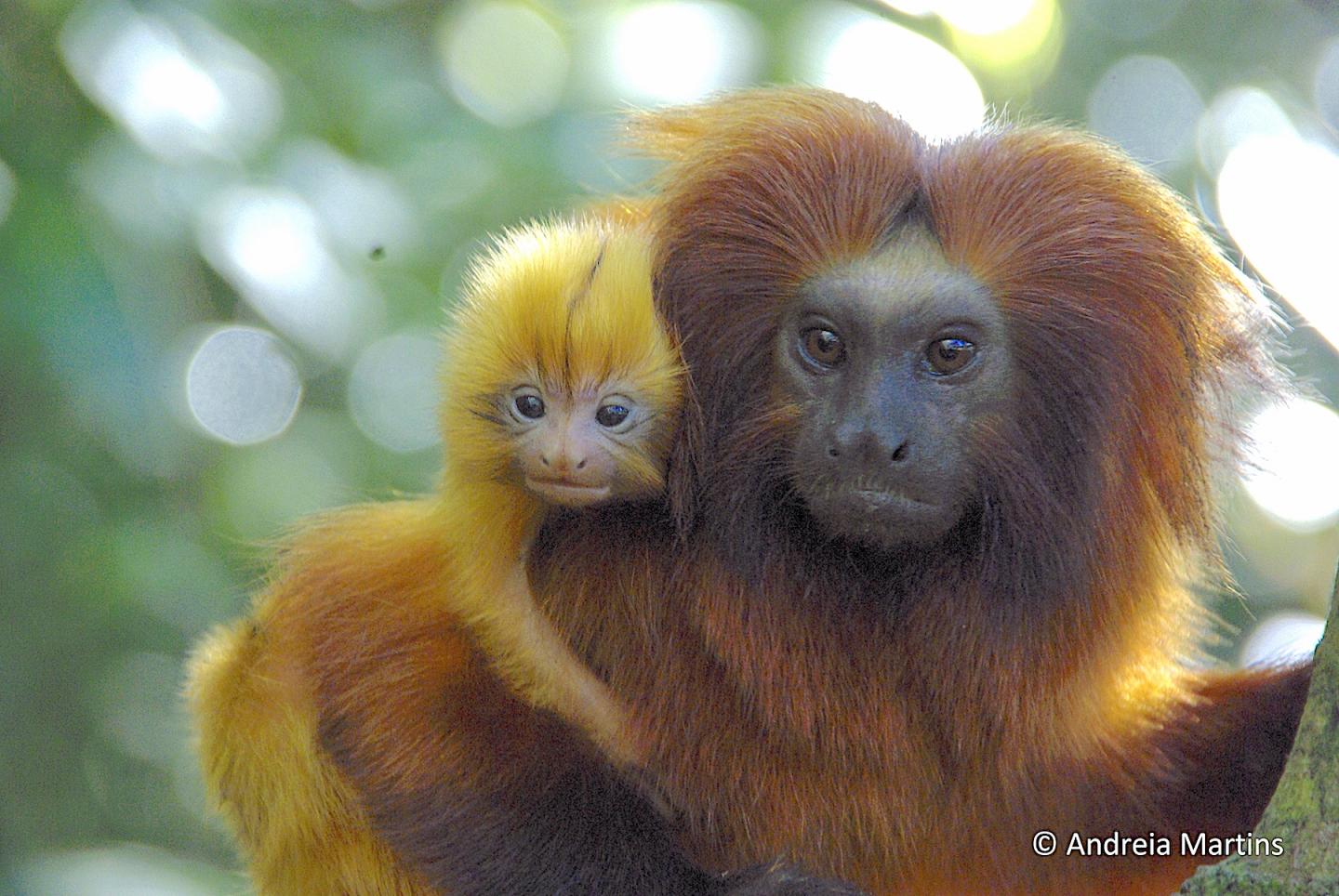 The Golden Lion Tamarin [IMAGE] | EurekAlert! Science News Releases
