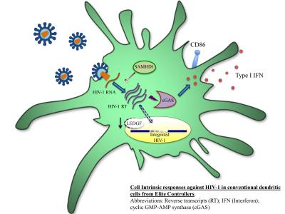 Cell Intrinsic Responses [IMAGE] | EurekAlert! Science News Releases