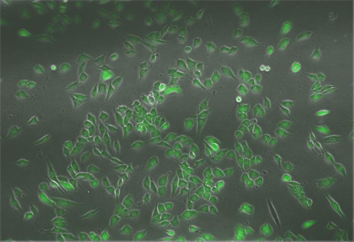 Cell Conversion [IMAGE] | EurekAlert! Science News Releases