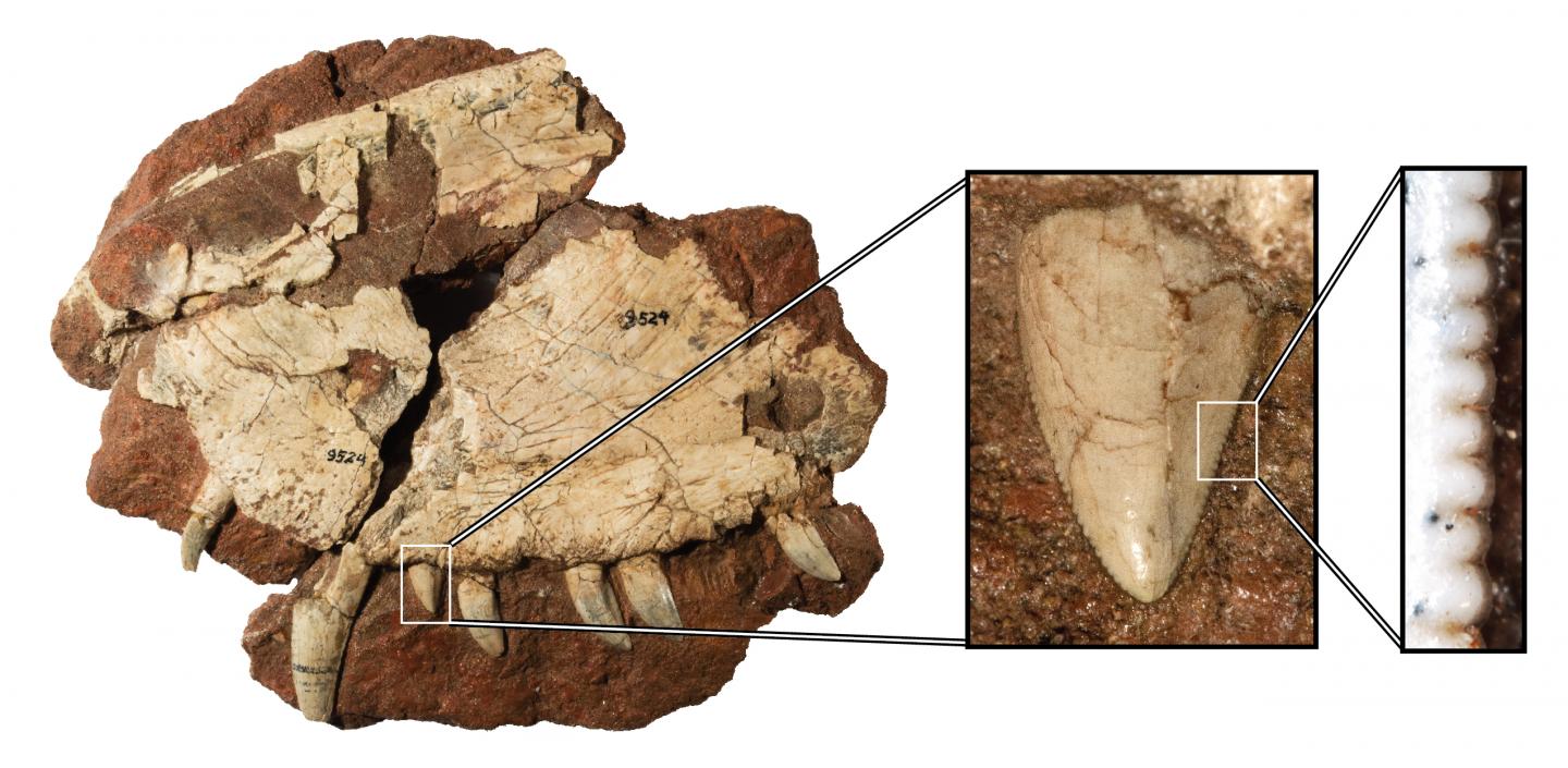 Fossil with Close-Up of Tooth [IMAGE] | EurekAlert! Science News Releases