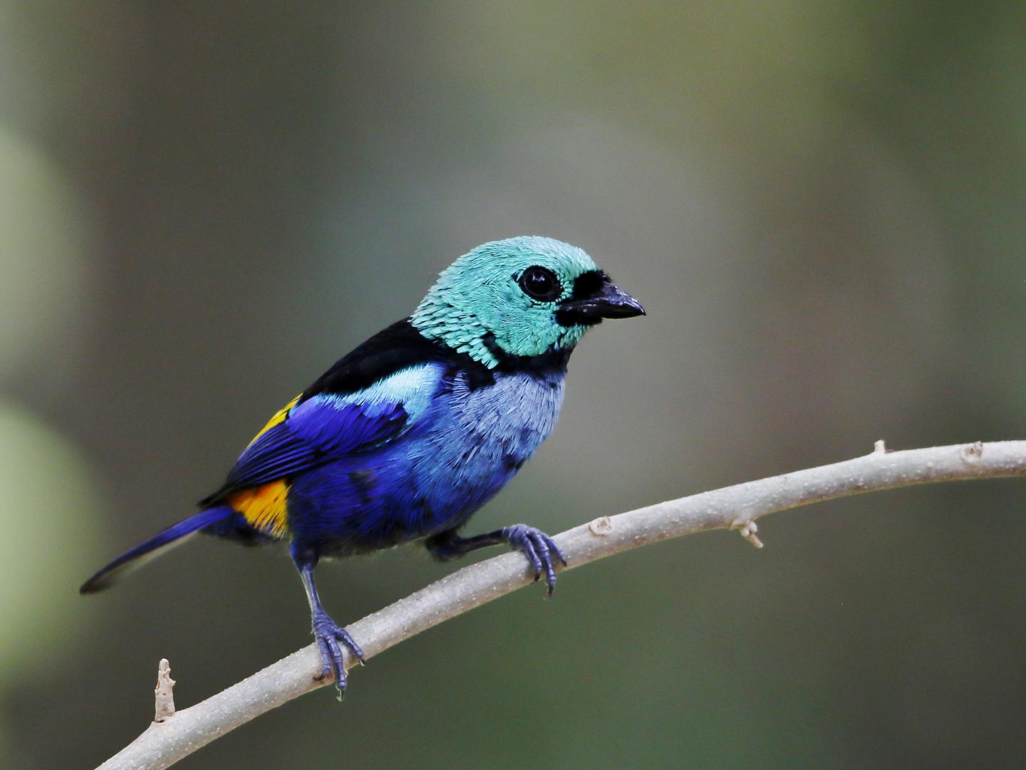 Seven-colored Tanager, Tangara [IMAGE] | EurekAlert! Science News Releases