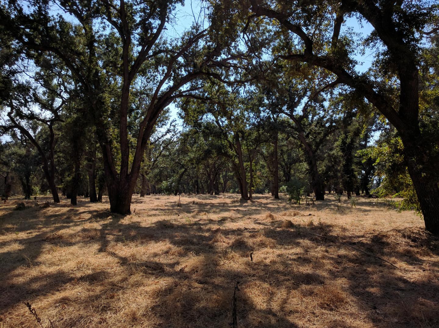 Water management and riparian forests | EurekAlert!