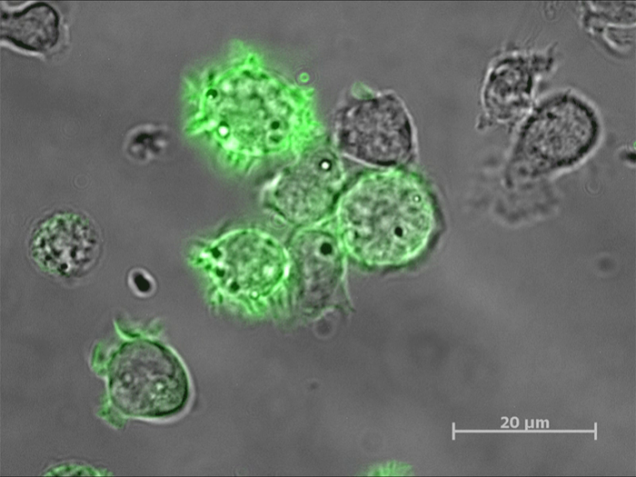 Natural Killer Cells Microscope