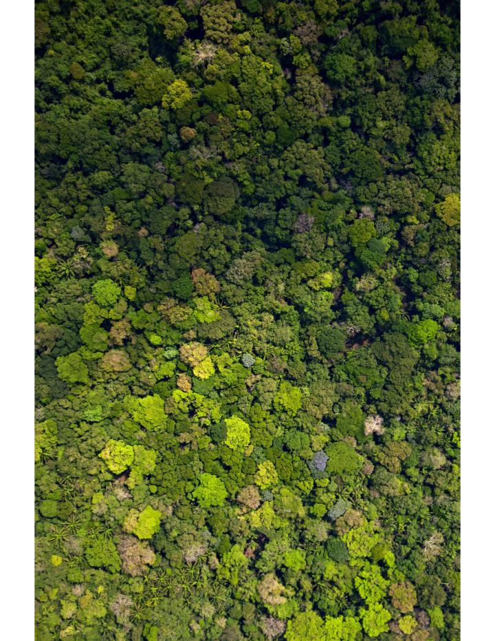 Forest Overview [IMAGE] | EurekAlert! Science News Releases