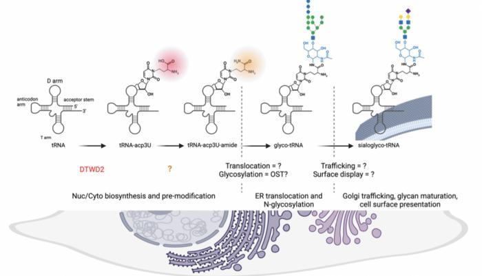 GlycoRNA [IMAGE] | EurekAlert! Science News Releases