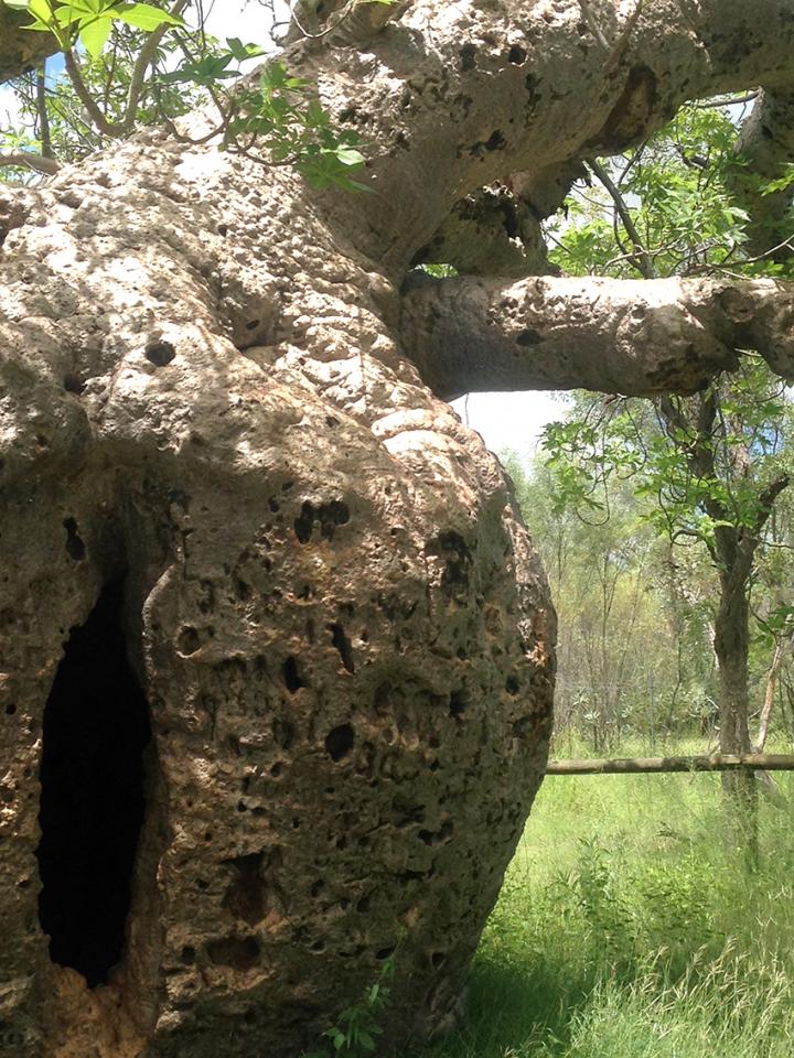 Derby Boab Tree Up Close [IMAGE] | EurekAlert! Science News Releases