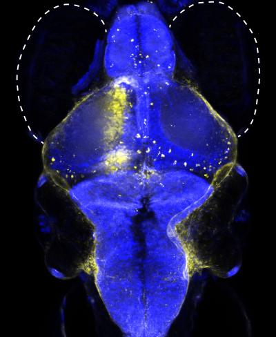 How vision makes sure that little fish do not | EurekAlert!