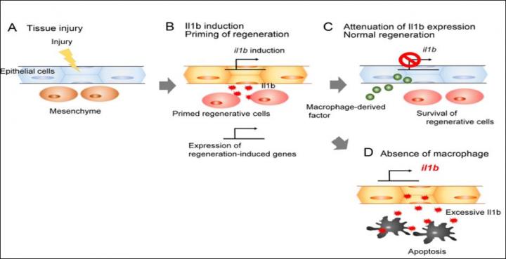 The Role of Il1b and Macrophag [IMAGE] | EurekAlert! Science News Releases