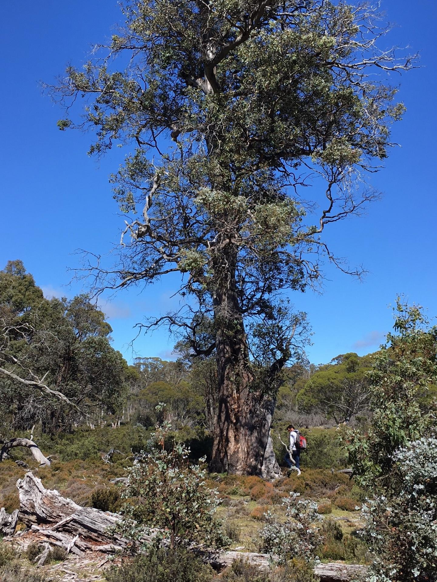 Cider Gum [IMAGE] | EurekAlert! Science News Releases