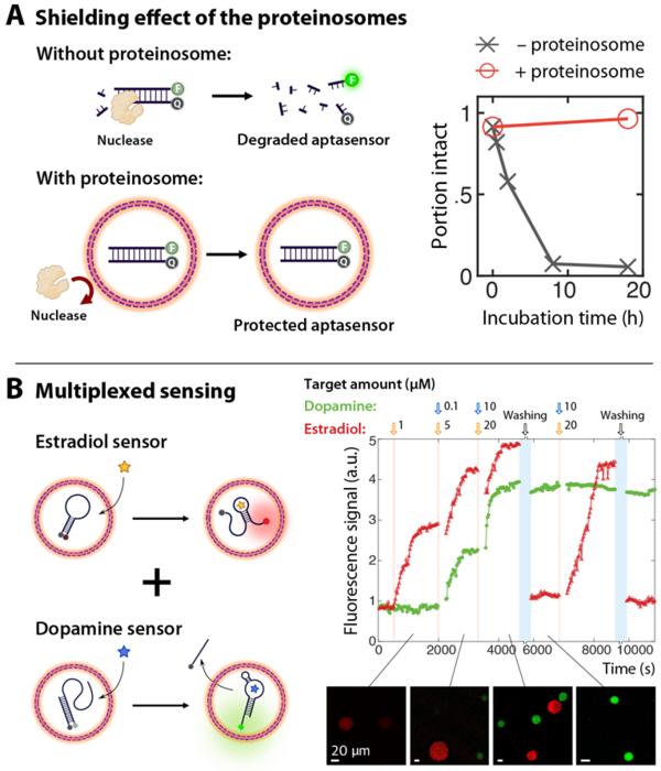 Figure 2 [IMAGE] | EurekAlert! Science News Releases