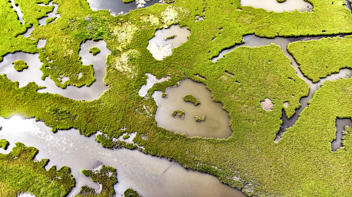 Forked River salt marsh, New J [IMAGE] | EurekAlert! Science News Releases