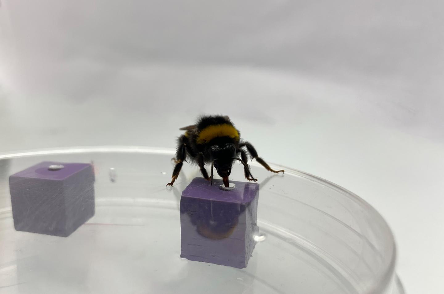 Bumblebees Recognize Objects Through Sight an | EurekAlert!