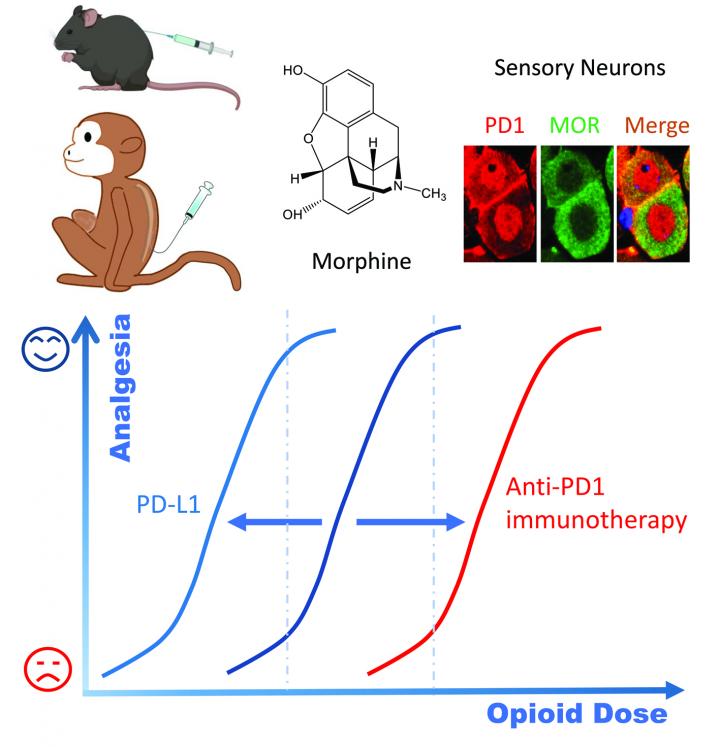 Approved Cancer Immunotherapy Drug Blocks Opi | EurekAlert!