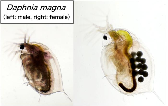 How do genetically identical water fleas deve | EurekAlert!