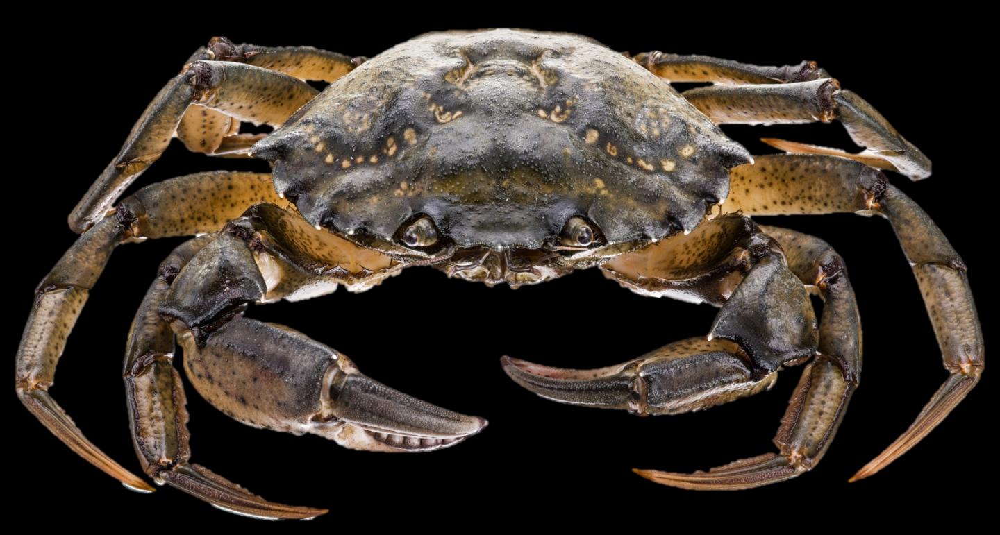 Common European Shore Crab [IMAGE] | EurekAlert! Science News Releases
