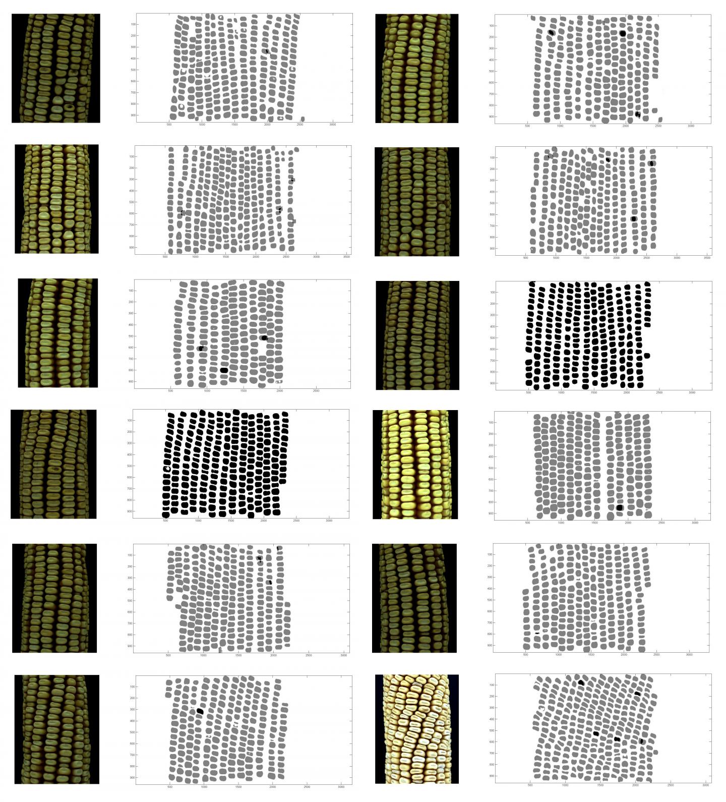 Corn Kernel Maps [IMAGE] | EurekAlert! Science News Releases