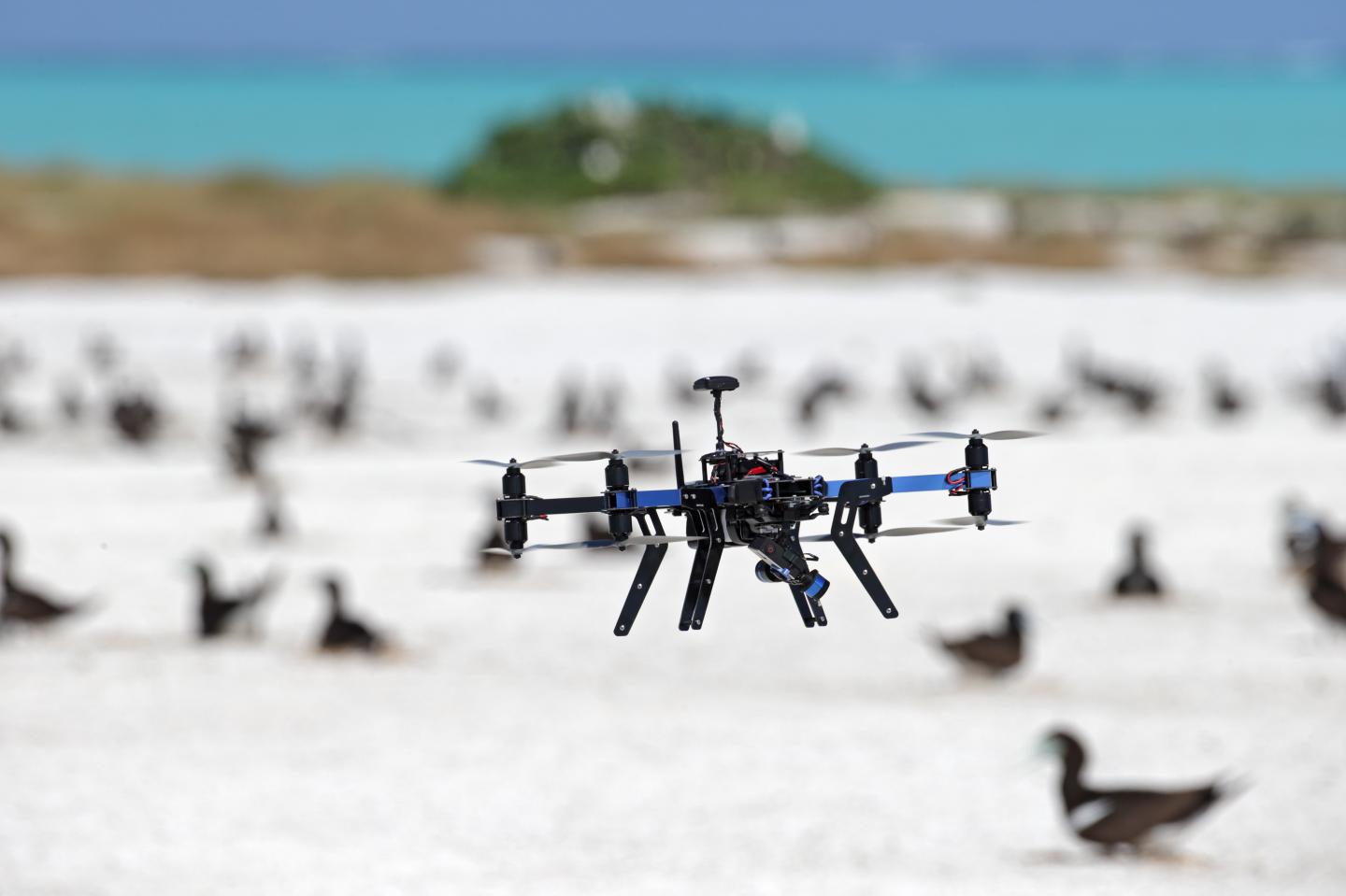 Drones revolutionize ecological monitoring | EurekAlert!