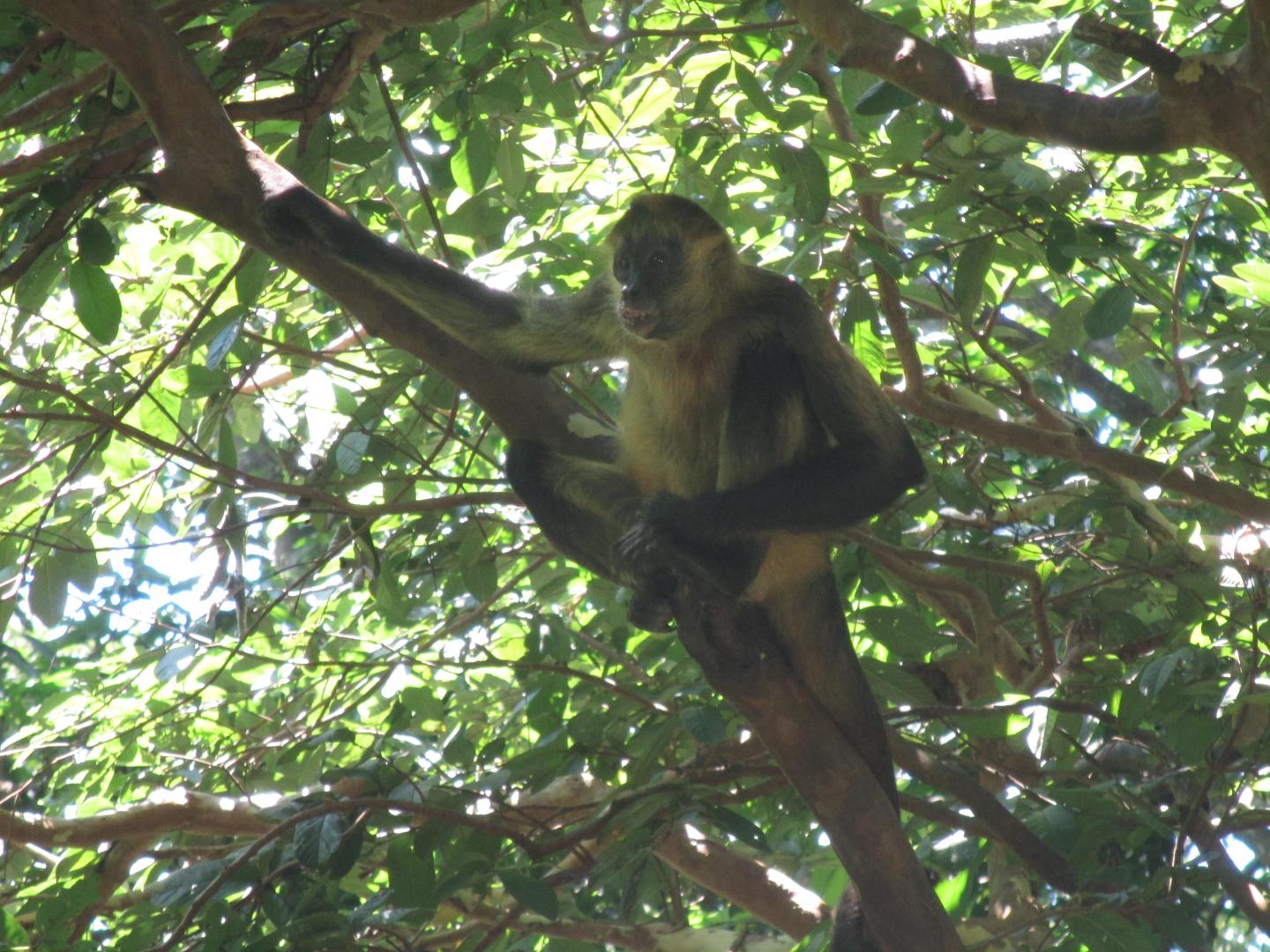Central American Spider Monkey [IMAGE] | EurekAlert! Science News Releases