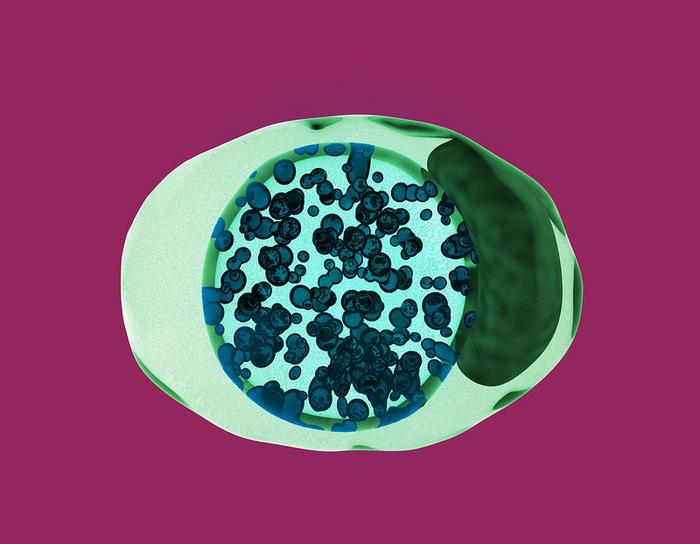 Chlamydia [IMAGE] | EurekAlert! Science News Releases