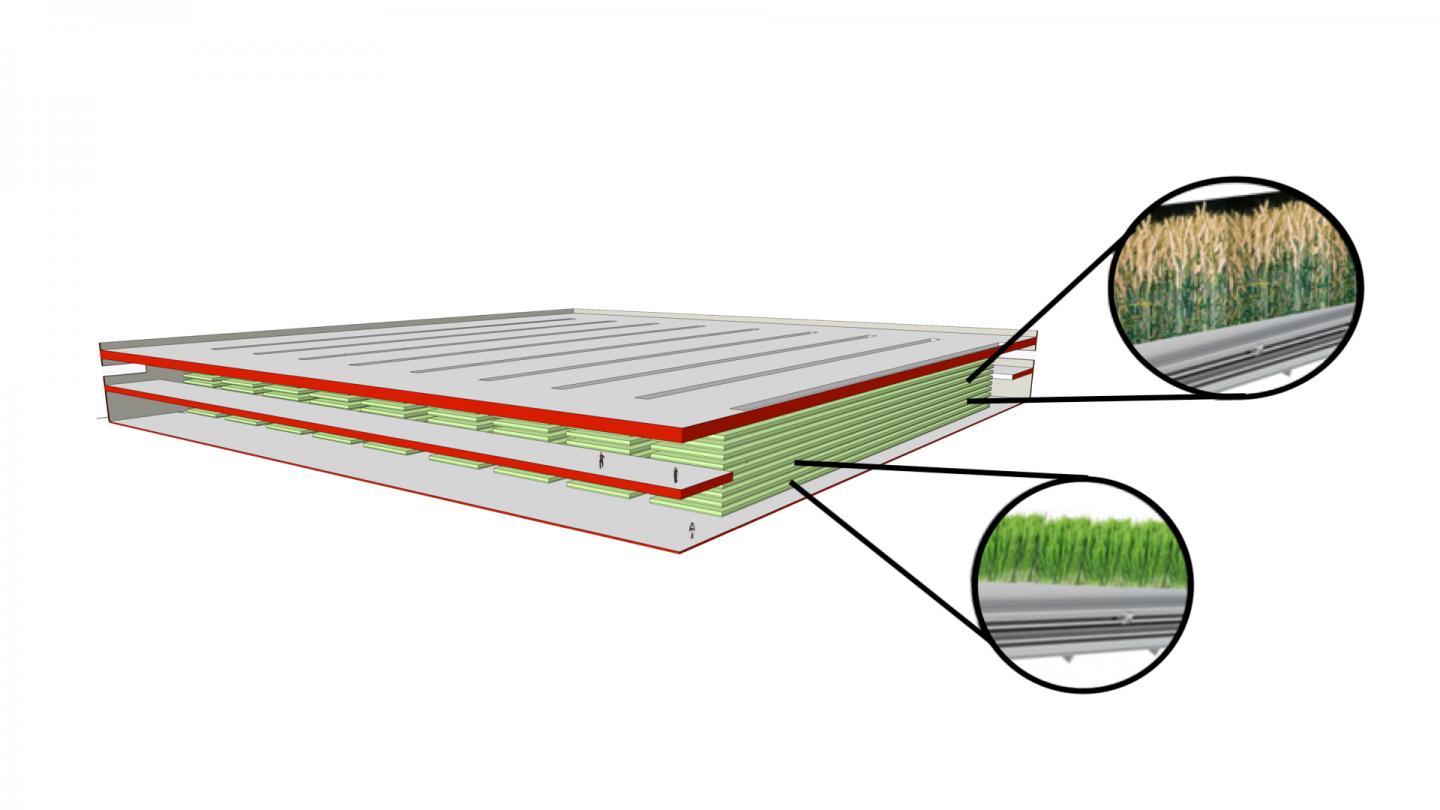 Growing wheat with vertical farming | EurekAlert!