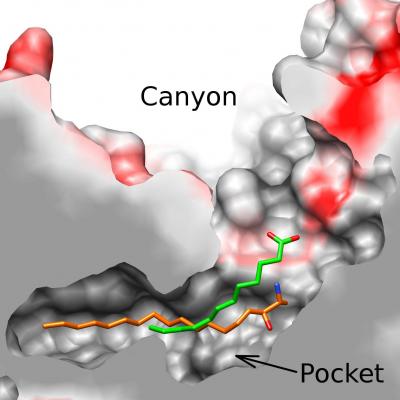 The Achilles Heel of a Virus, Exposed (2 of 2 | EurekAlert!