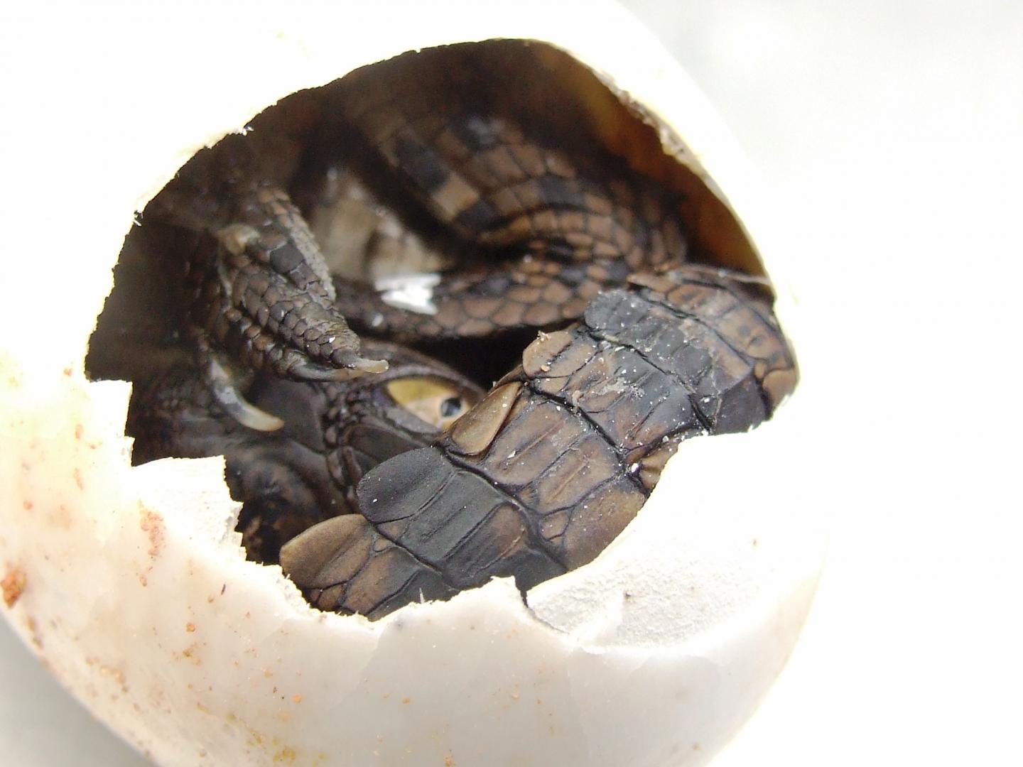 Crocodile hatchling [IMAGE] | EurekAlert! Science News Releases