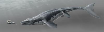 Platecarpus Illustratio [IMAGE] | EurekAlert! Science News Releases