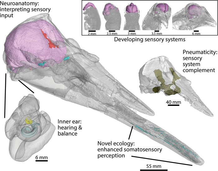 High-tech approaches reveal the evolution of | EurekAlert!
