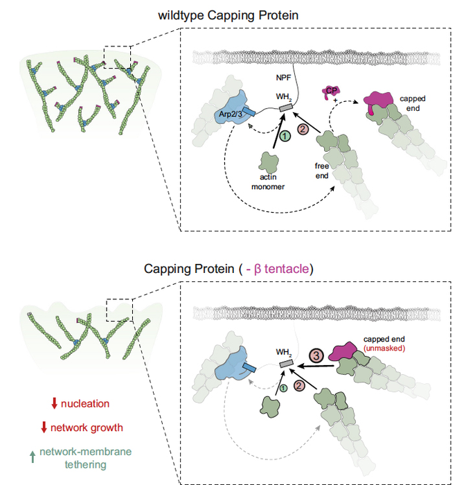Mechanism regulating the produ [IMAGE] | EurekAlert! Science News Releases