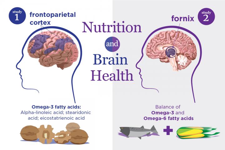 Aging, Nutrition and the Brain [IMAGE] | EurekAlert! Science News Releases