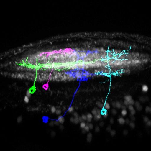 Cells in the Zebrafish Tectum [IMAGE] | EurekAlert! Science News Releases
