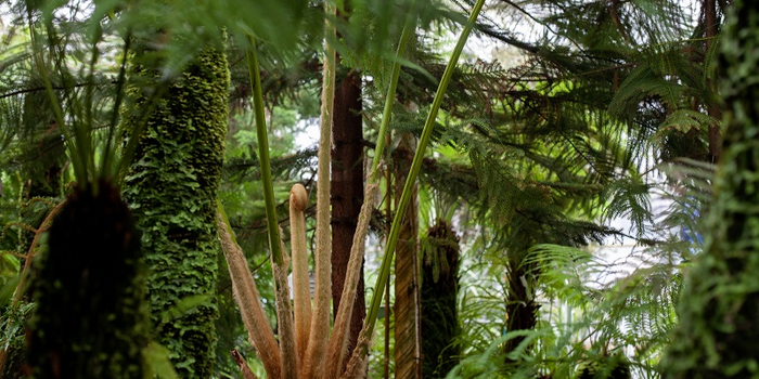 Tree fern [IMAGE] | EurekAlert! Science News Releases