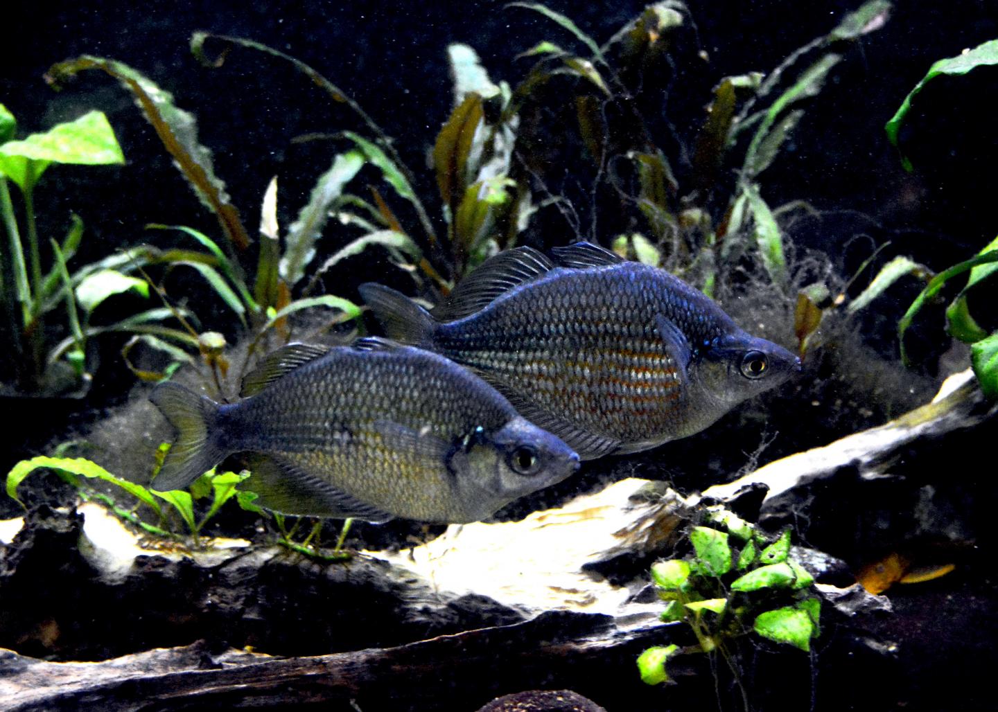 Emerald Rainbow Fish