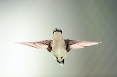 A Model of Flight for Creatures Large and Sma | EurekAlert!